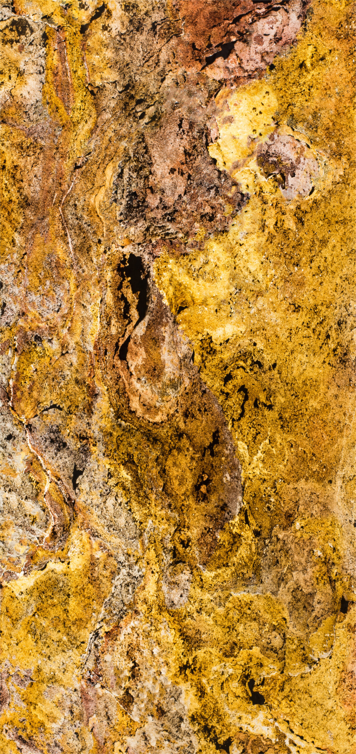 Découvrez nos feuilles de pierre translucide sur l'Eshop StoneLeaf